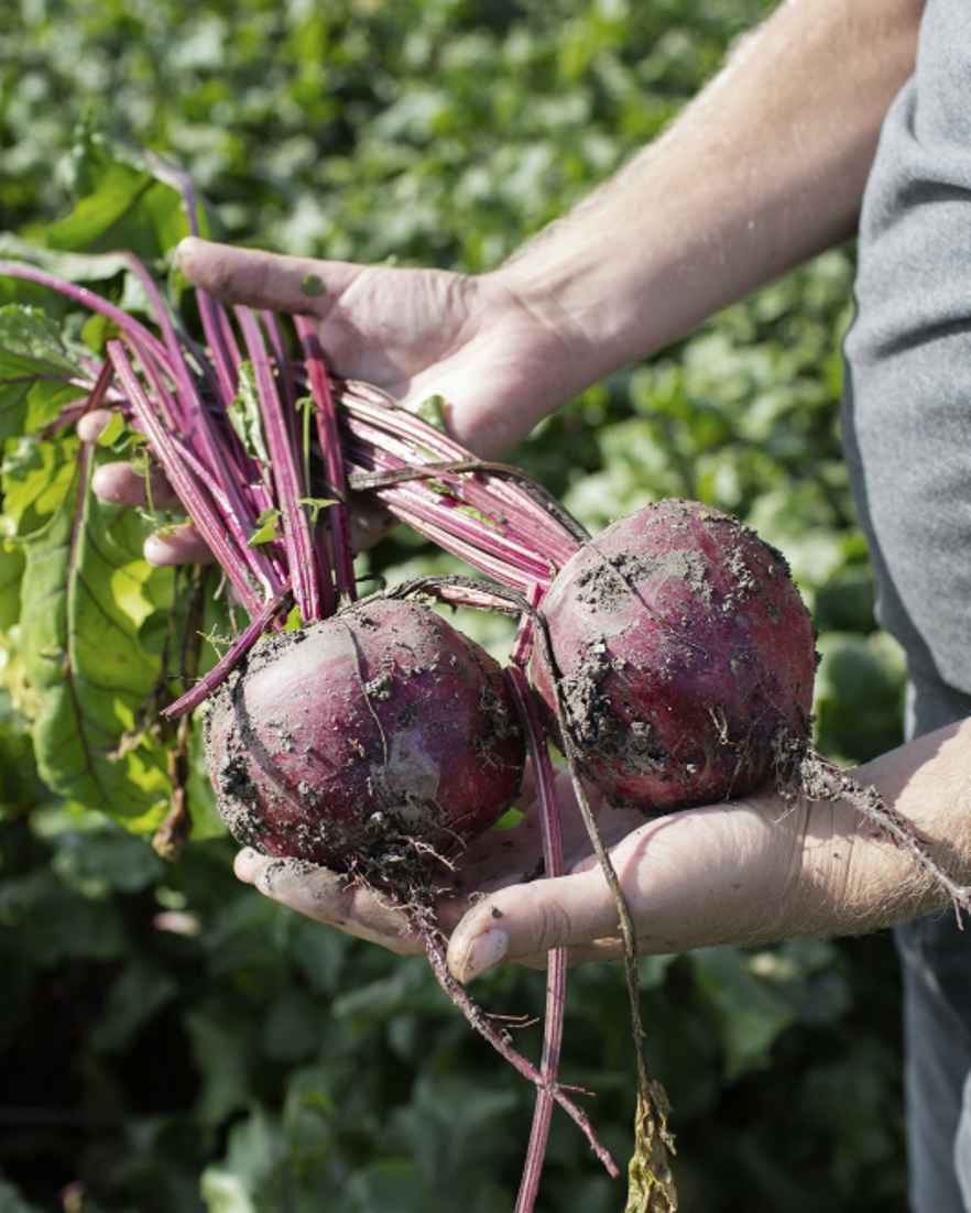 Triodos Bank | Een van de duurzaamste banken ter wereld