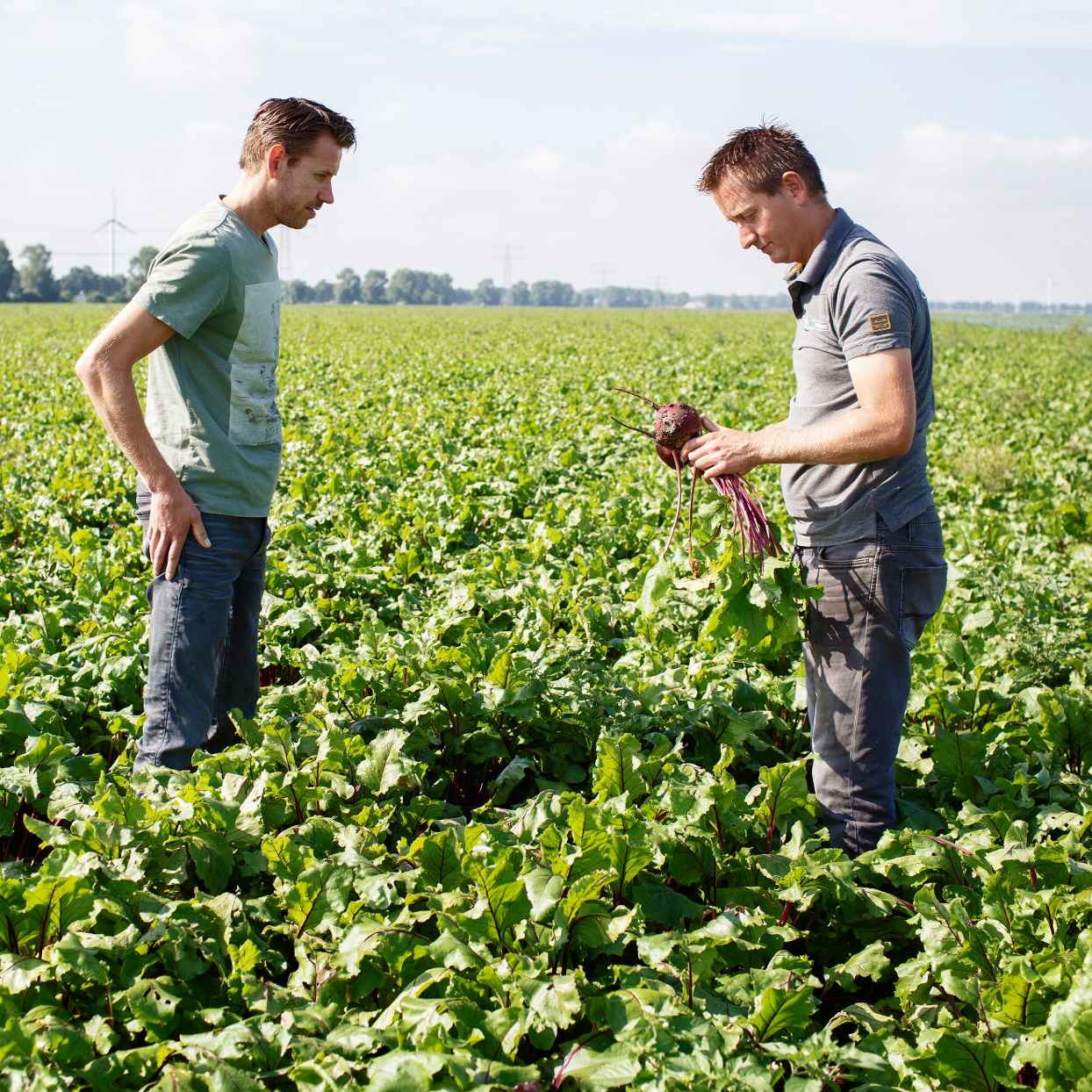 Biologische landbouw cruciaal tegen afname biodiversiteit in Nederland ...