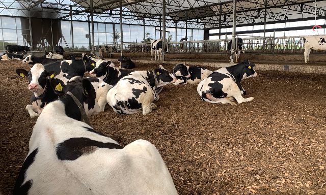 Koonstra Melkveehouderij | Triodos Bank