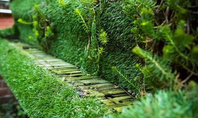 The Blackheath Conservatoire of Music and Arts | Triodos Bank