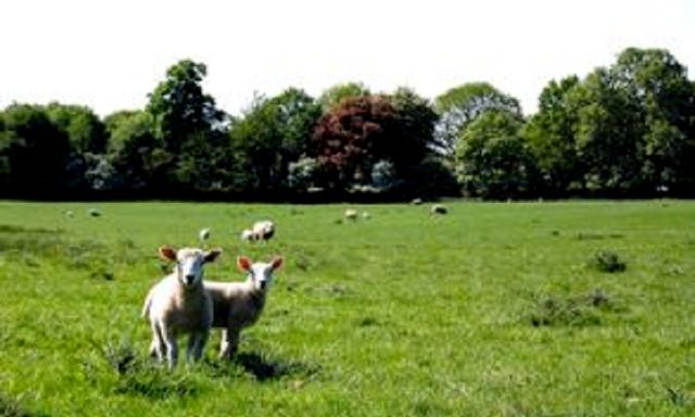 Swillington Organic Farm | Triodos Bank
